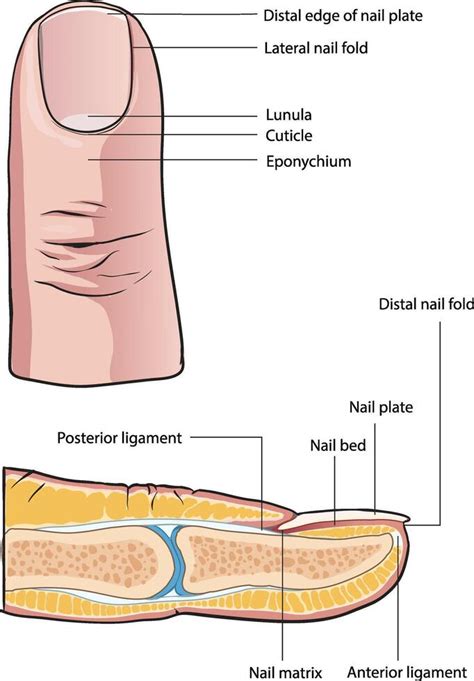 Illustration Of Nail Anatomy Cross Section 54755006 Vector Art At Vecteezy