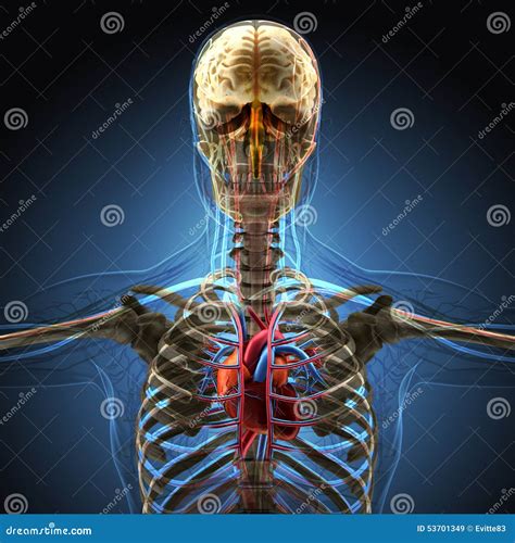 The Human Body By X Rays On Blue Background Royalty Free Stock