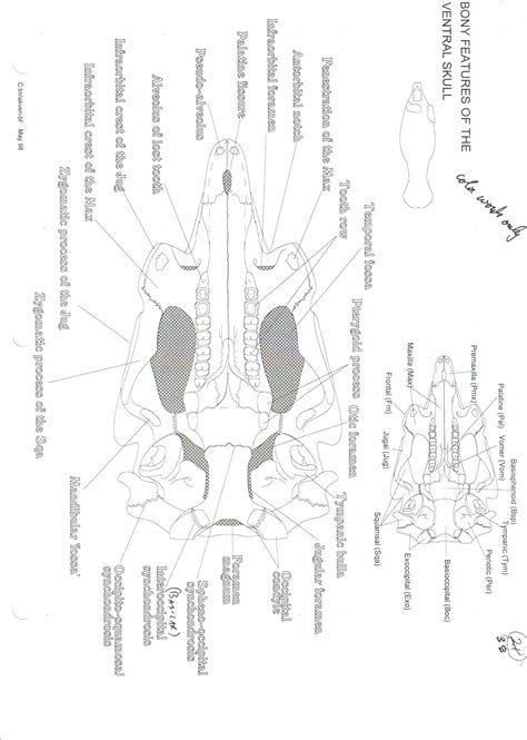 Manatee Skeletal Anatomy Images Fossil Id The Fossil Forum