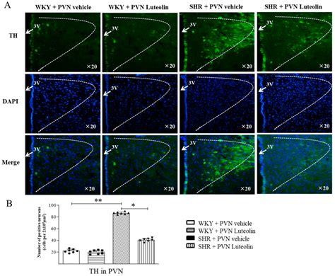 Effects Of Pvn Luteolin On Th In Pvn A A Representative