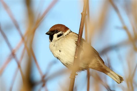 Wer Versteckt Sich Da Im Busch Foto And Bild Tiere Wildlife Wild