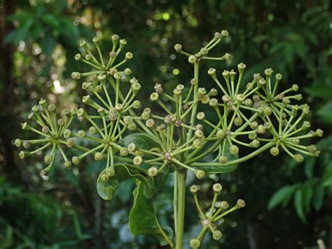 Arthrophyllum Araliaceae