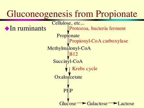 Gluconeogenesis Equation
