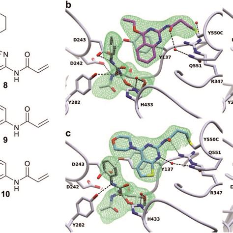 Covalent Activator Chemical Structures And X Ray Crystal Structures Of
