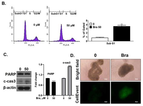 Brassicasterol From Edible Aquacultural Hippocampus Abdominalis Exerts
