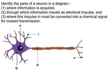 A Draw The Structure Of A Neuron And Label The Following On It I