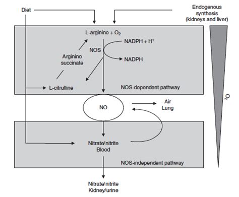 Nitric Oxide As A Pre Workout Supplements In Review