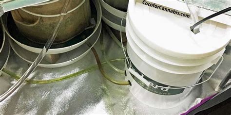 Guide To Automatic Watering For Indoor Cannabis Watering For Indoor