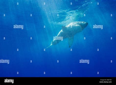 This Great White Shark Carcharodon Carcharias Was Photographed In