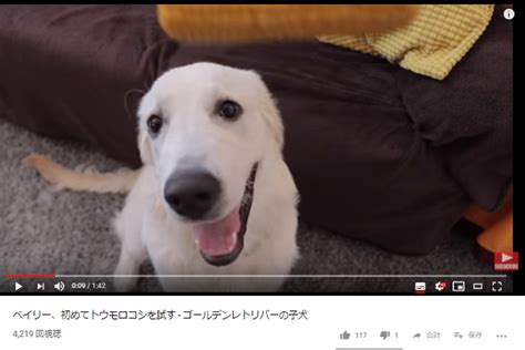 【必見オモシロ動画】夢中なベイリーにもうメロメロ！ 天使の笑顔に癒されること間違いなし！ Getnavi Web ゲットナビ