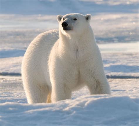 Polar Bear A Powerful Predator On Ice Wwf