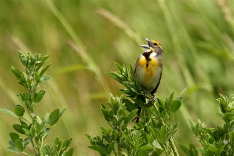 Dickcissel Singing Free Photos On