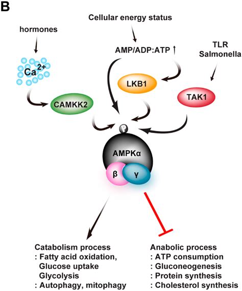 Ijms Free Full Text Amp Activated Protein Kinase And Host Defense