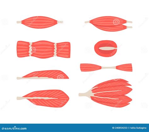 Set Of Skeletal Fiber Muscle Types Structure Muscle Of Human Body Fusiform Parallel