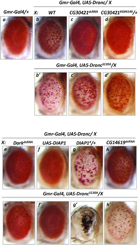 Modifier Genetic Screen Identified Deubiquitinase Cg30421 Download Scientific Diagram