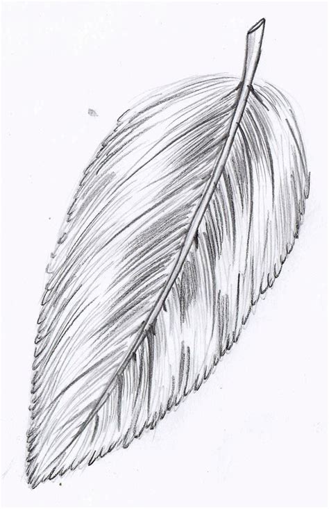 Weekly Doodles And Tuts Drawspace Lesson I06 How To Draw A Feather