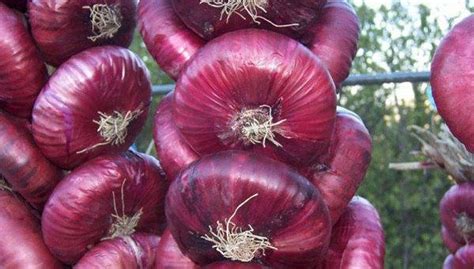 სრული სიმართლე წითელი ხახვის სარგებლობის შესახებ ეს ყველამ უნდა იცოდეს