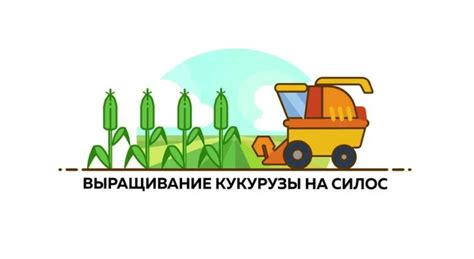 Кукуруза на силос возделывание