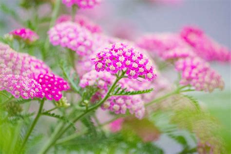 何もしなくても勝手に増える花16選！ こぼれ種や地下茎で自然に増やせる となりのカインズさん