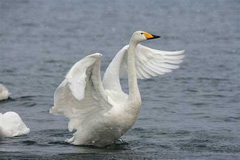 Angsa Whooper Foto Stok Potret And Gambar Bebas Royalti Istock