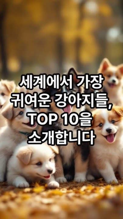 세계에서 가장 귀여운 강아지 Top10 순위 Shorts 랭킹 구독과좋아요 Youtube