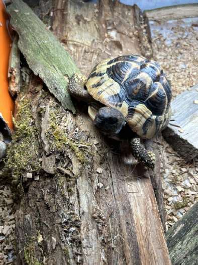 Graikinis Vežlys Skelbiult