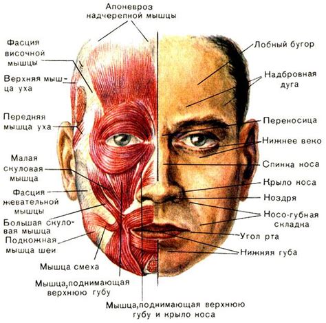 Анатомия мышц лица Human Anatomy Drawing Human Anatomy And Physiology