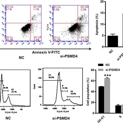 Knockdown Of Psmd4 Induced Eca109 Cell Cycle Arrest And Cell Apoptosis