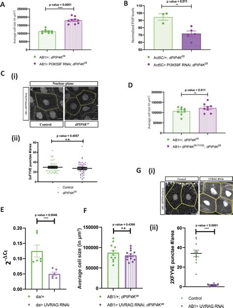 Pi3p Dependent Regulation Of Cell Size And Autophagy By