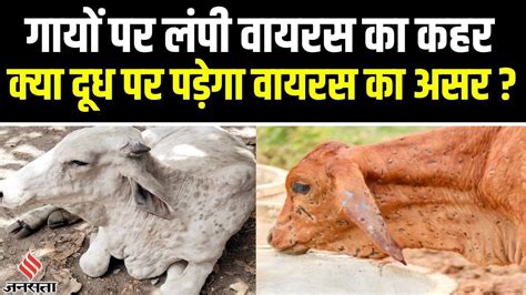 Know What Is Lumpy Virus How It Spread And Should Humans Be Afraid Of