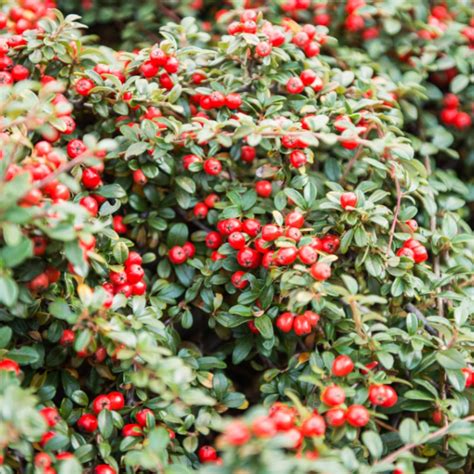 Cotoneaster Dammeri Cotoneaster Târâtor