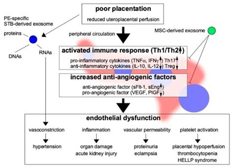 Pathophysiology Of Preeclampsia Encyclopedia Mdpi