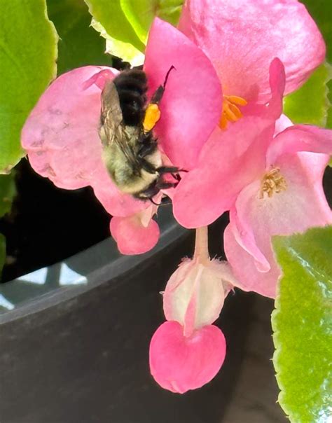 Solve Busy Bee Jigsaw Puzzle Online With 63 Pieces