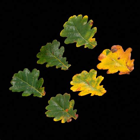 Philipp Schmidt On Linkedin Photogrammery Gamedev Unrealengine