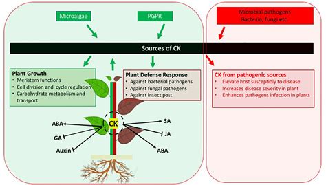 Cytokinins In Plants Function Features What Are Cytokinins 52 Off