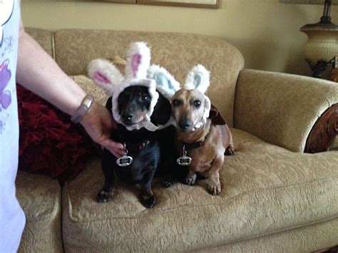Doxie Easter Bunnies Doxie Bunnies Easter Bunny Darling Animals