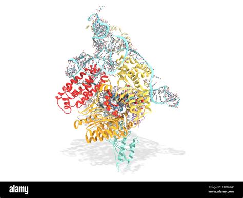 Telomerase Active Site Bound To Dna Molecular Model Telomerase Is A Reverse Transcriptase That