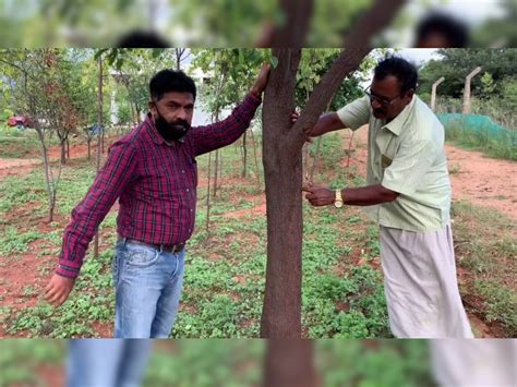 Start Sandalwood Cultivation Business And Get 50 Lakh See Details How