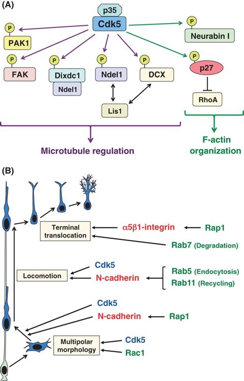 Roles Of Cdk5 And Cell Adhesion Molecules In Multistep Mode Of Neuronal Download Scientific