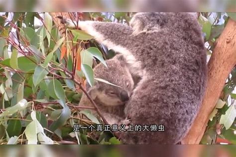 狗狗熬夜陪主人钓鱼结果第二天困得东倒西歪这睡姿亮了主人结果狗狗