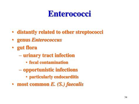 Ppt Streptococci Gram Positive Cocci Lecture 45 Powerpoint
