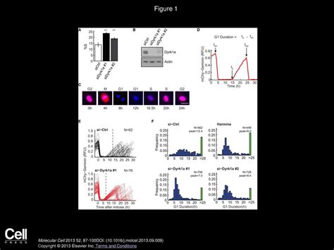 Dosage Of Dyrk1a Shifts Cells Within A P21 Cyclin D1 Signaling Map To