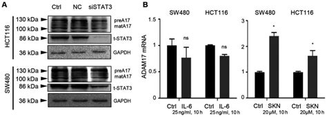 Shikonin Suppresses Colon Cancer Cell Growth And Exerts Synergistic