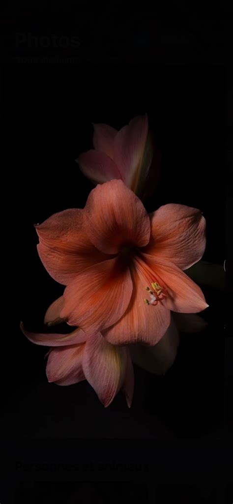 Pin By Elsa Merel On Mes Enregistrements Iphone Wallpaper Black Flowers Wallpaper Simple