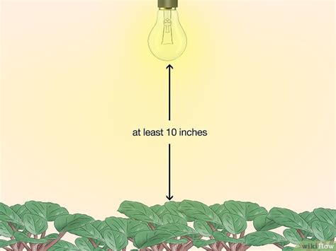 Cómo cultivar plantas con luz artificial 6 Pasos