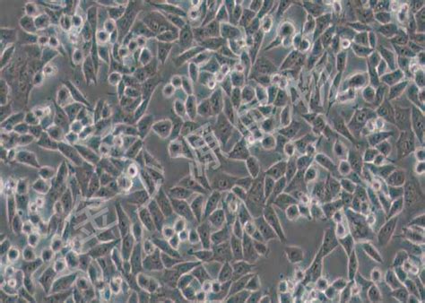 小鼠乳腺癌细胞 4T1 金少源 上海 生物科技有限公司