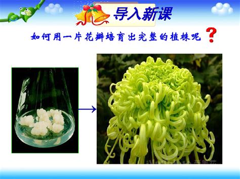 人教版高中生物选修3 专题2 细胞工程 2 1 1 植物 细胞工程的基本技术 21世纪教育网
