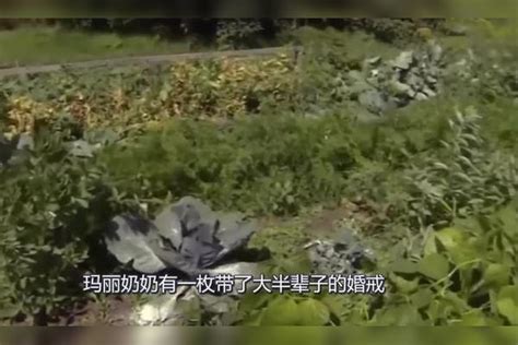 世界上最幸运的 个人丢了 年的戒指阴差阳错长在萝卜上 戒指 萝卜 幸运