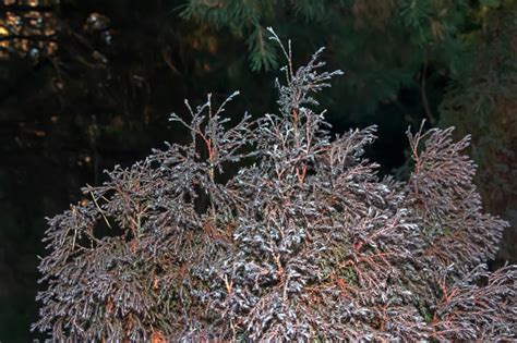 서부 투자의 배경 Thuja Occidentalis는 사이프러스 가족의 상록 침엽수입니다 라틴어 이름은 Thuja