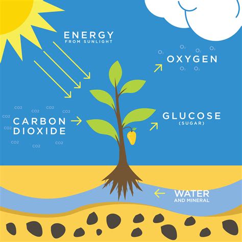 Illustration Of Photosynthesis Flat Design A System That Converts Carbon Dioxide Into Oxygen